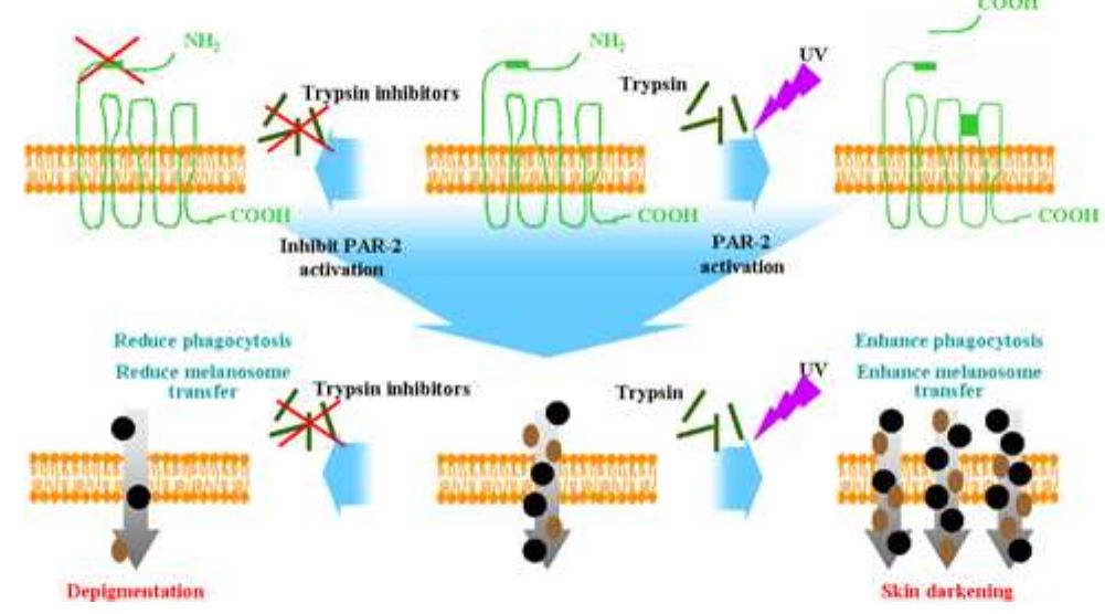 Figure 9 - Mechanism of skin pigmentation