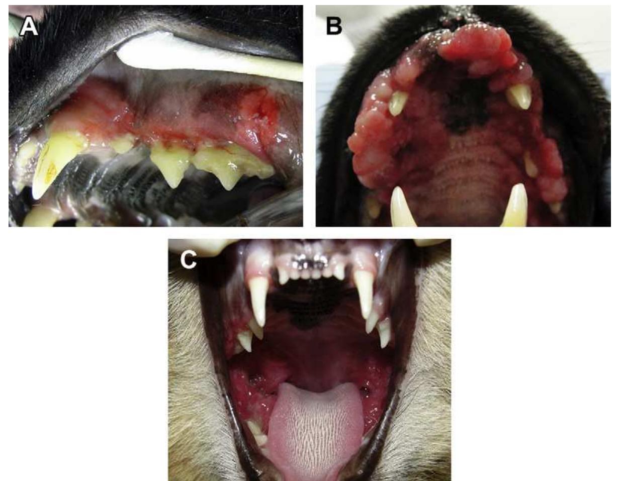 (a) left maxillary gingiva and buccal mucosa of a