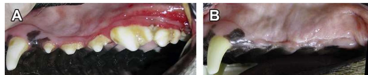 (a) the left maxillary quadrant of a 4-year-old neutered