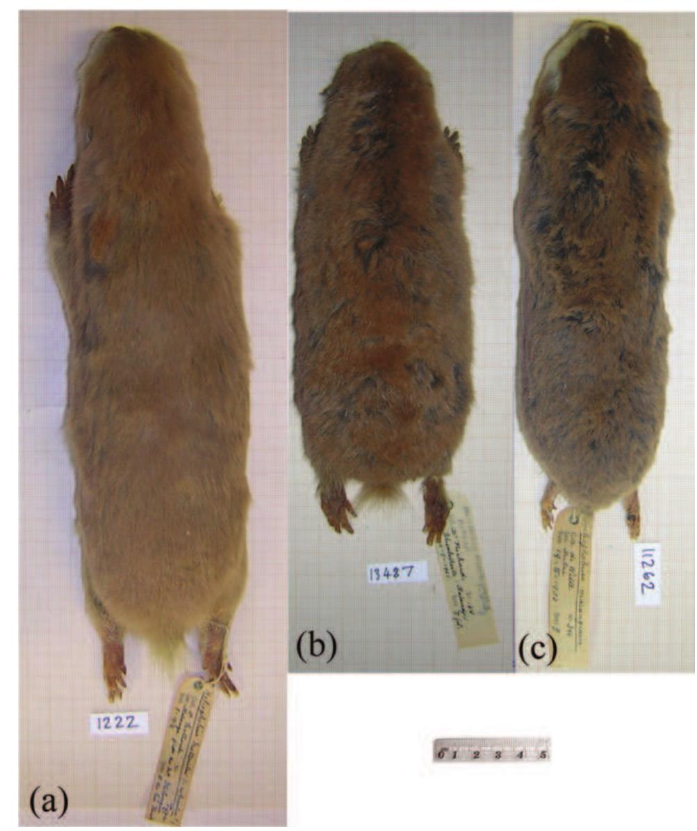Museum skins photographed to scale from the rmca. (a) hel.