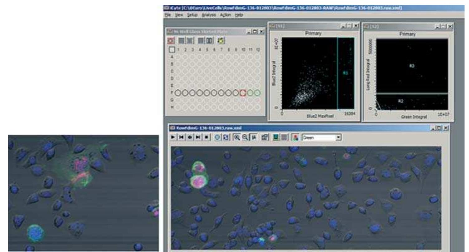 Lsc live cell analysis: camptothecin-treated cho cells