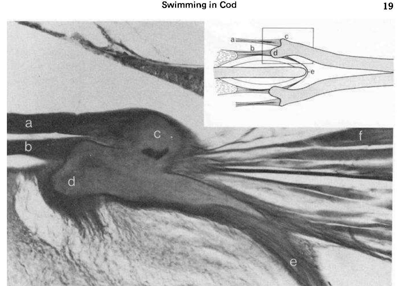 Figure 9 - Swimming movements, body structure and propulsion