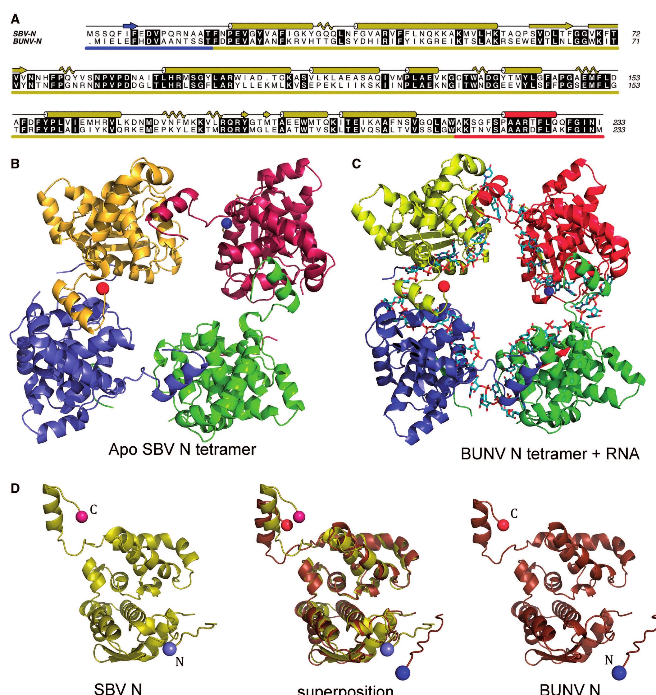 Crystal structures of the apo sbv n protein and bunv n