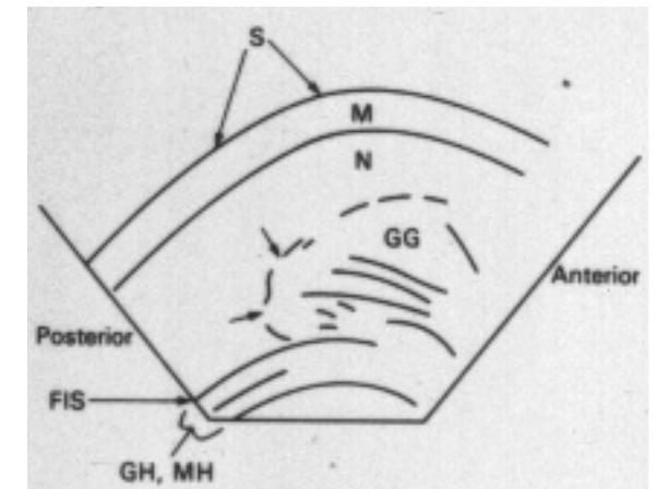 Schematic of us mid-sagittal scan (adapted from [1]: 12). s