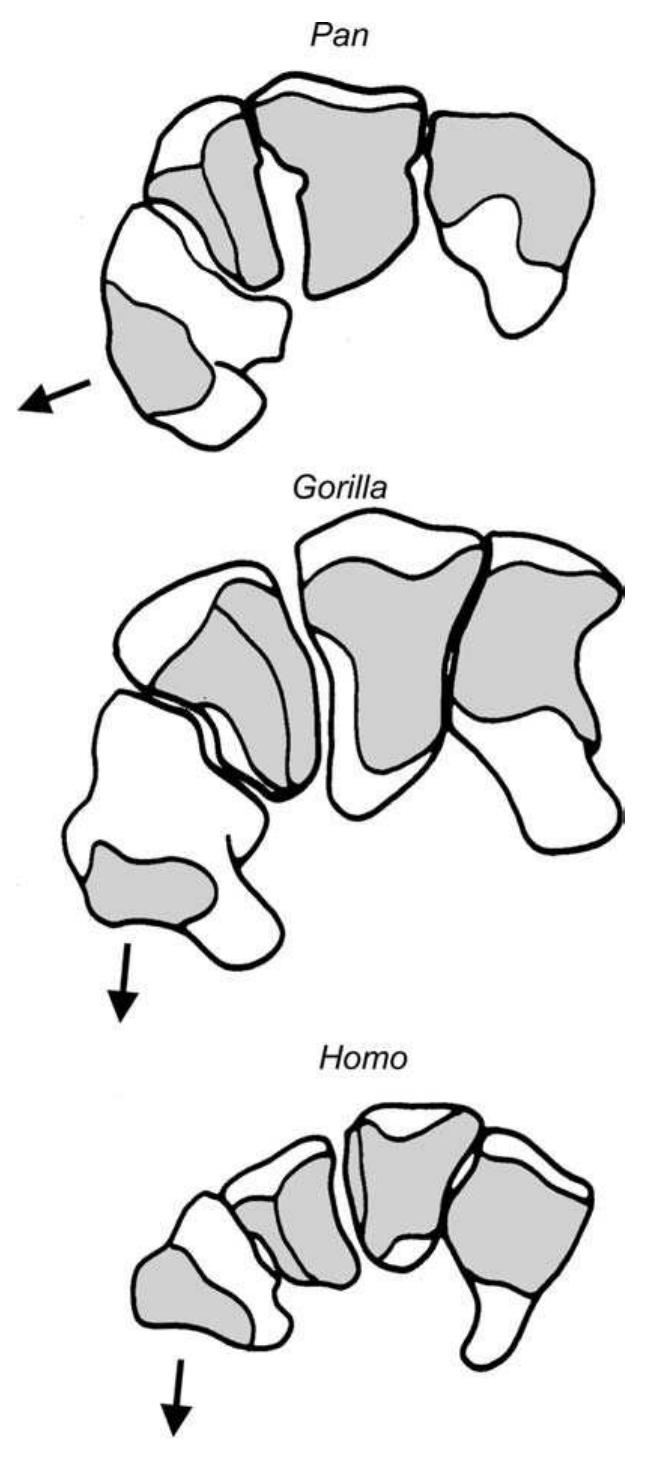 Distal carpal rows in distal view (palmar is down and medial