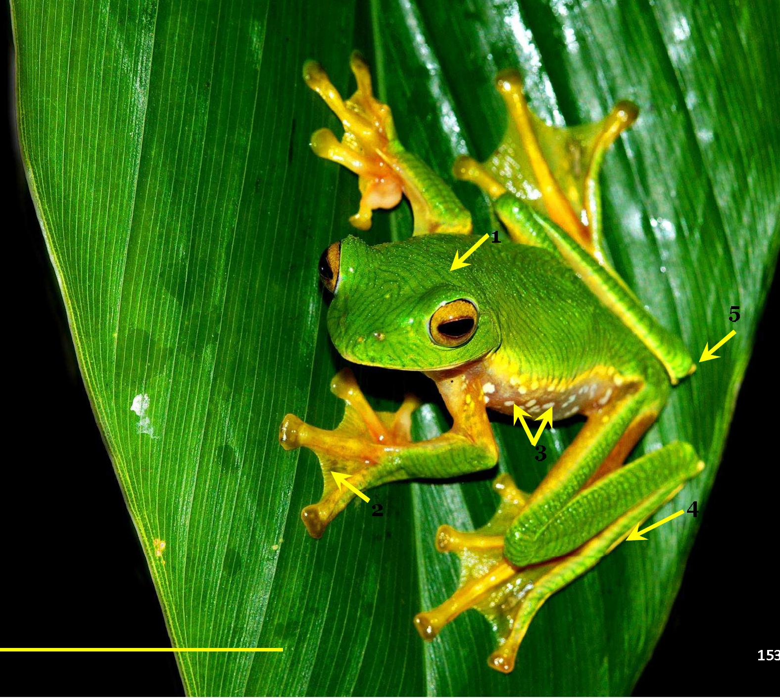 Figure 91 - Pictorial Guide to Frogs and Toads of the