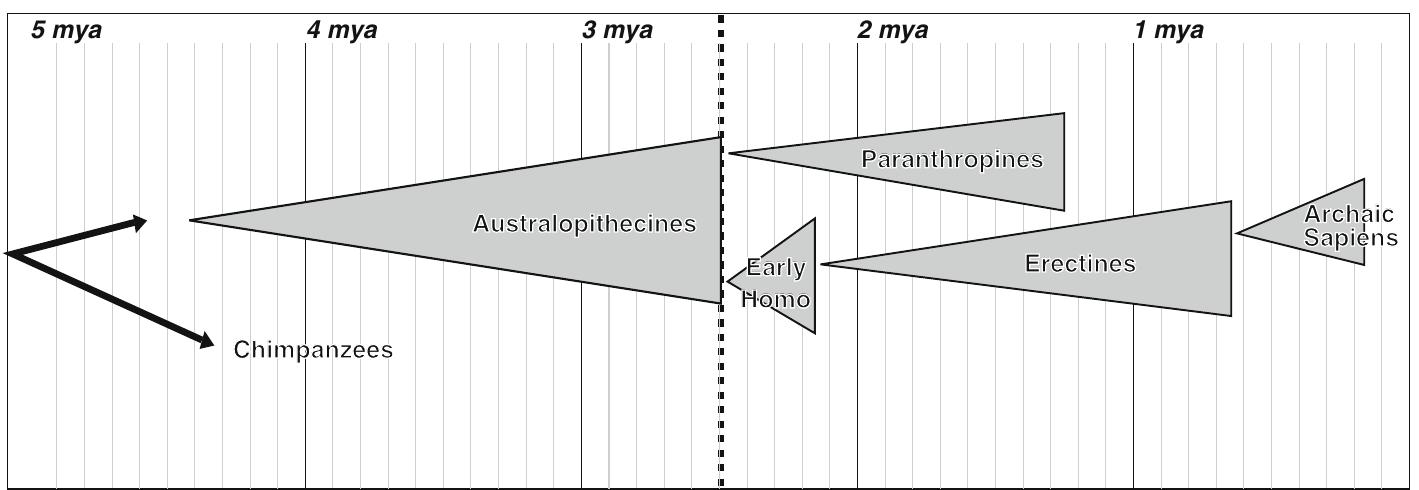 This diagram represents human evolution as a series of