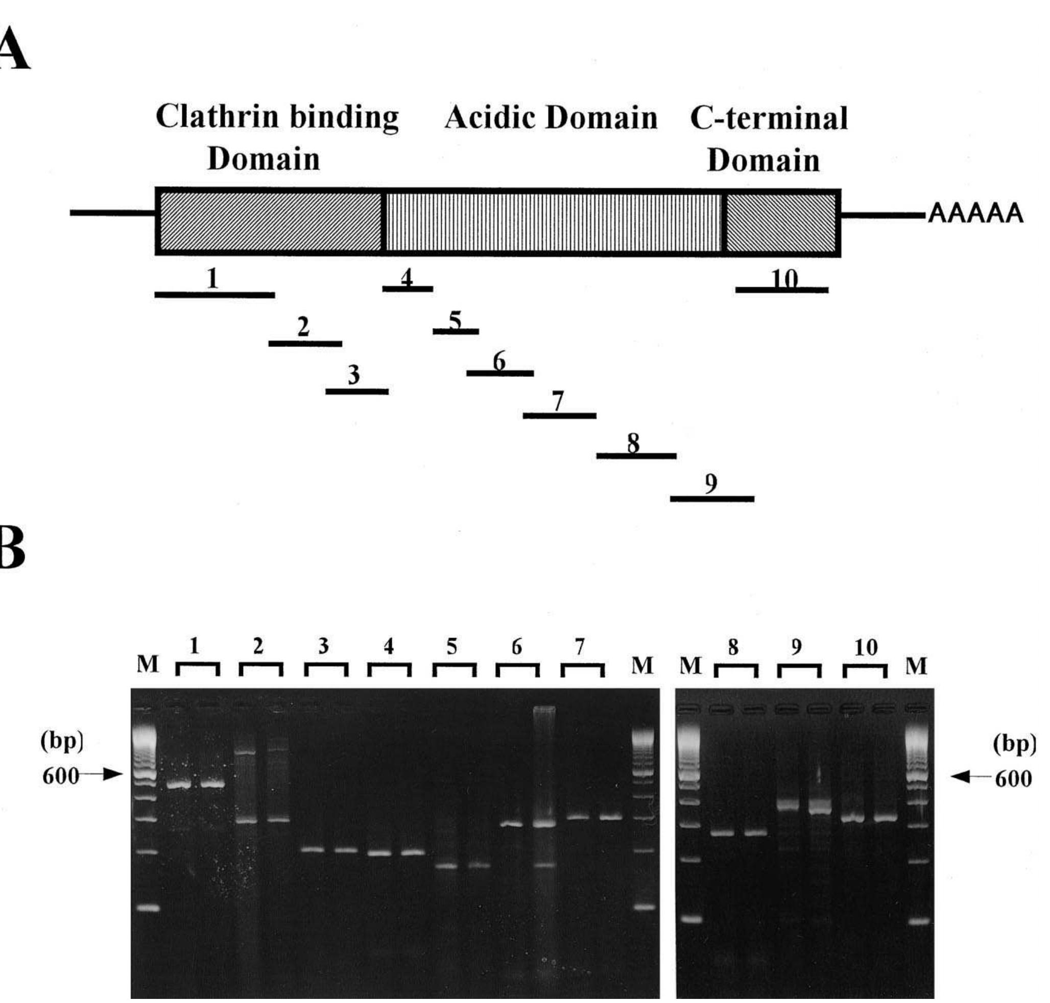 (a) schematic diagram of ap-3 mrna structure and the