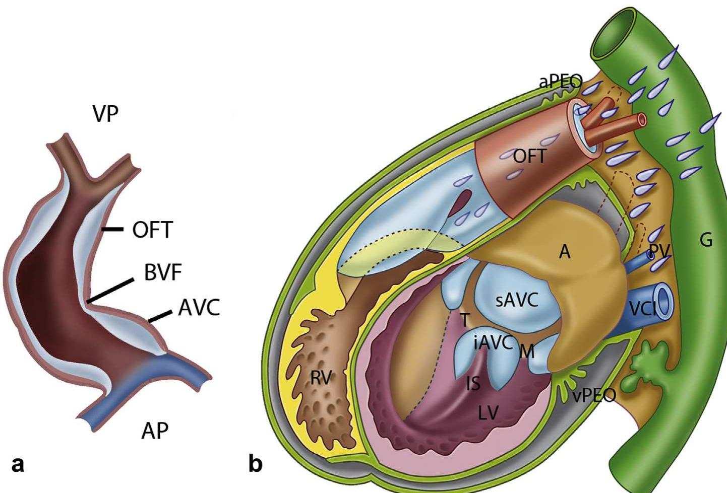 (PDF) Embryology of the heart and its impact on understanding fetal and ...