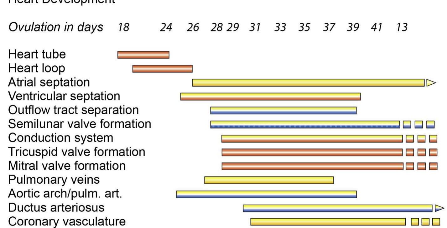 Timeline of cardiac development according to age (days) and