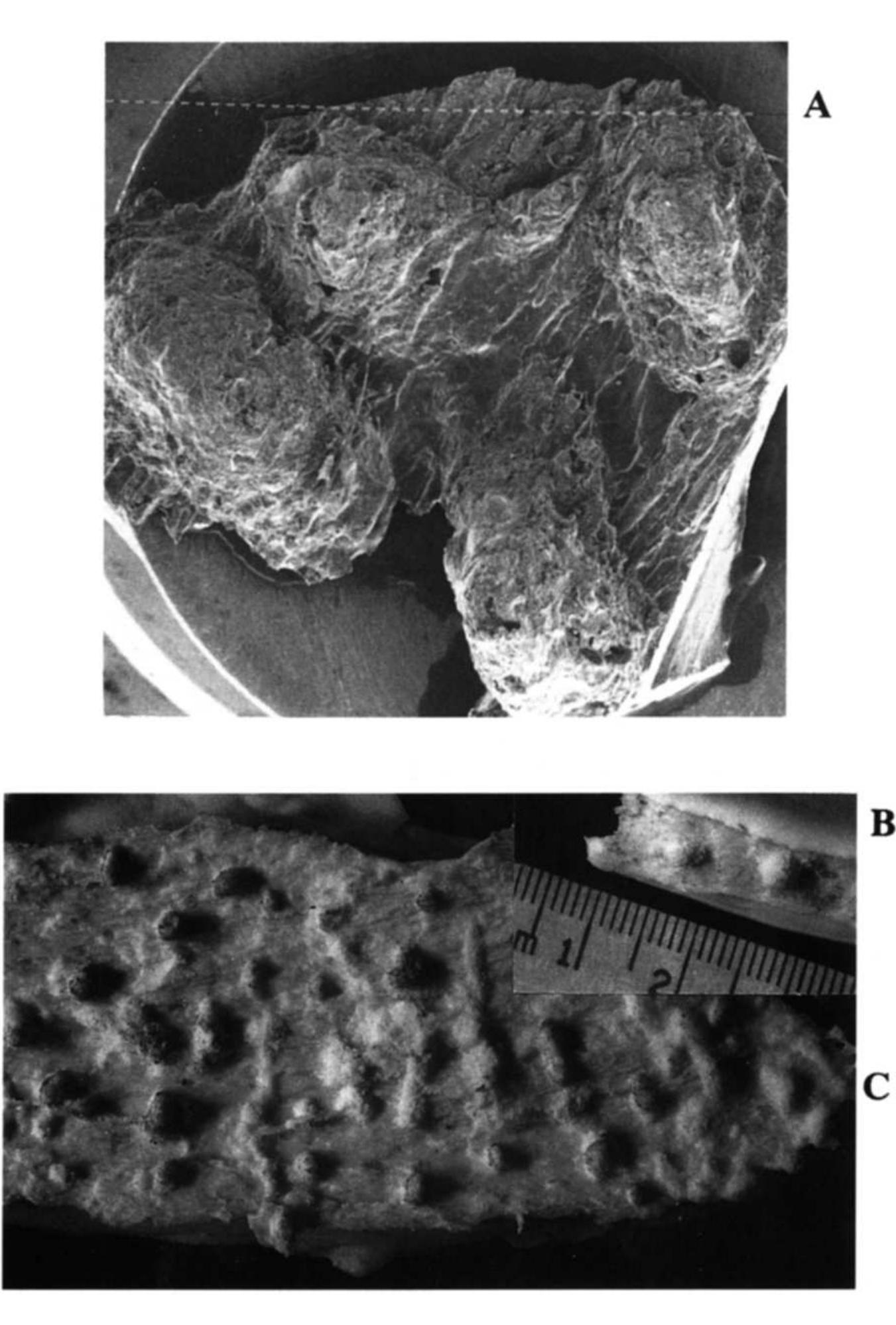 (a) scanning electron microscope photograph (x20) of a cast