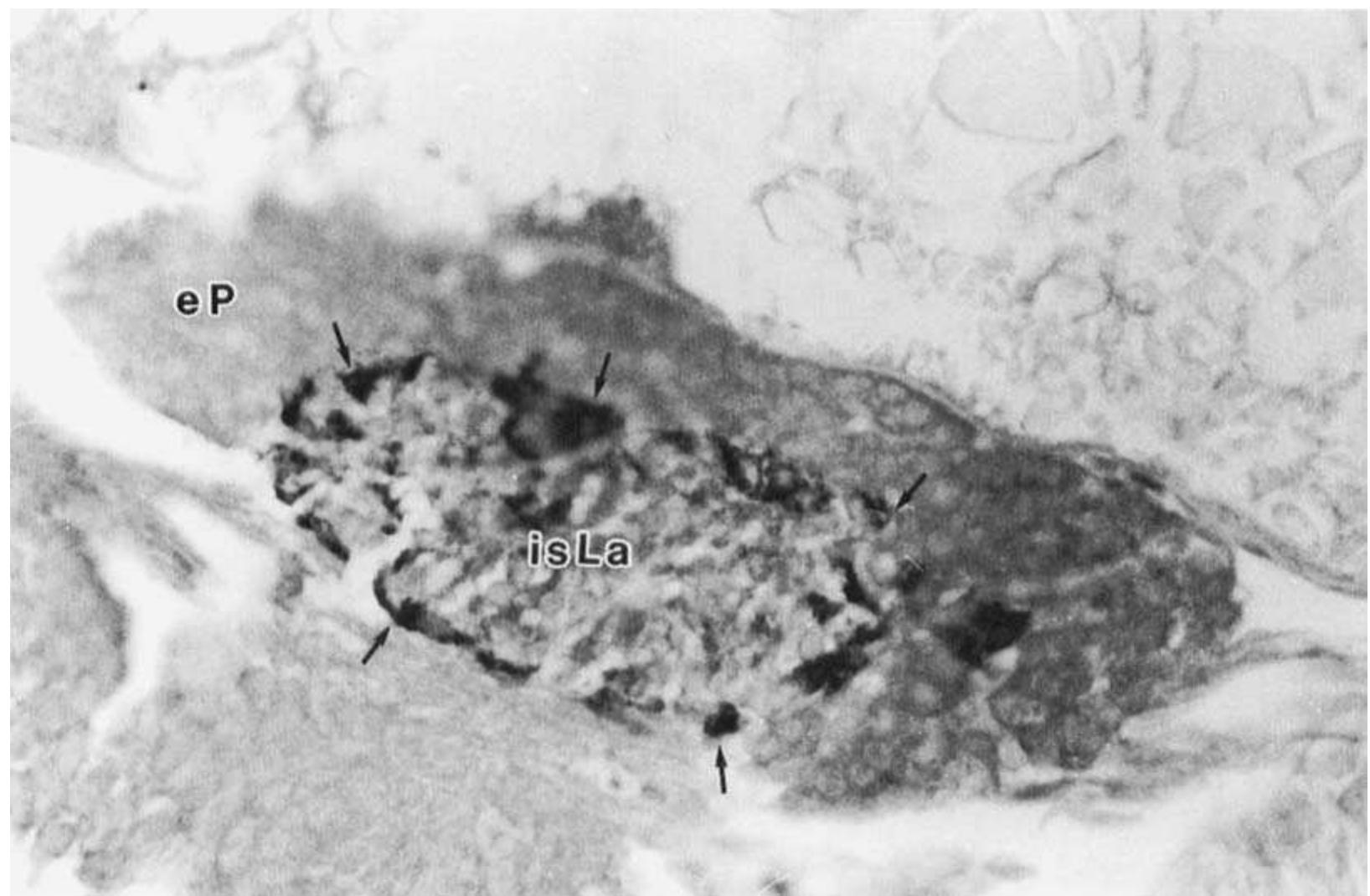 , sagittal section through the pancreas of 26 hours old yolk