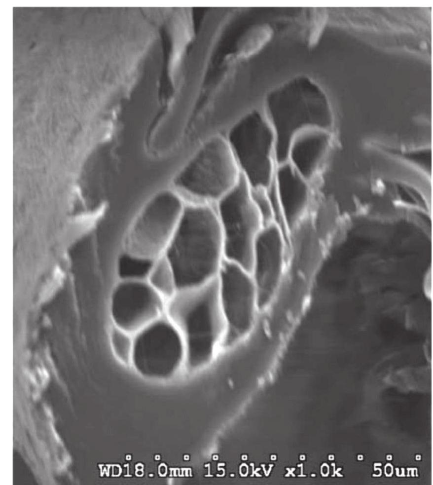 Sem picture of the cross-section of a barb showing the
