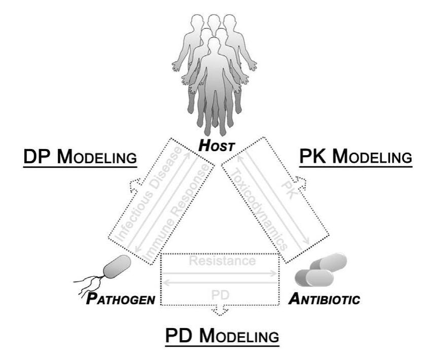 Modified triangle of the antibiotic therapy that includes