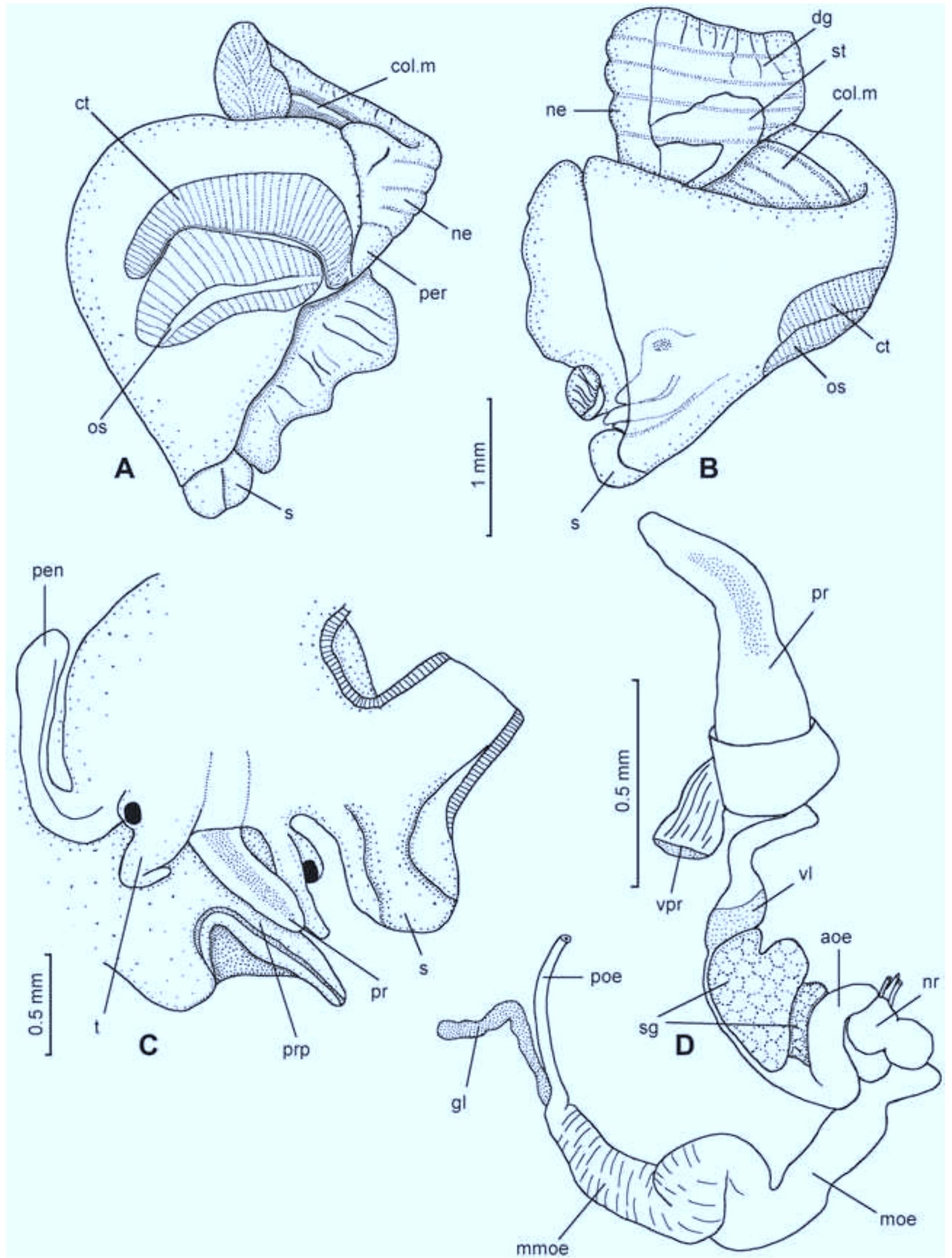 Anatomy of microvoluta cythara, n. sp., male, musorstom 5,