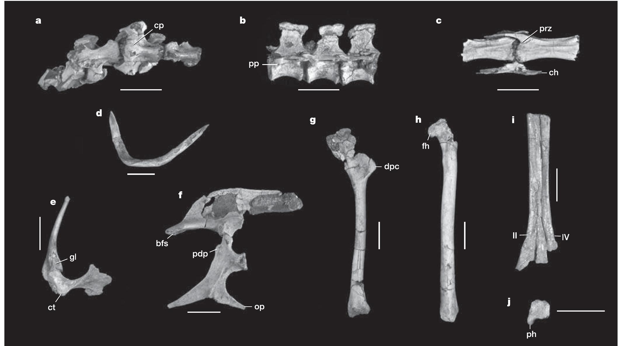Plantar view. j, right phalanx ii-2, proximal view. scale