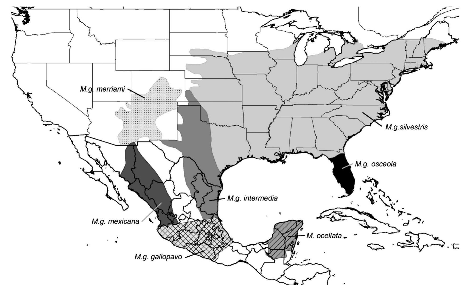 Approximate historic/pre-columbian ranges of turkey species