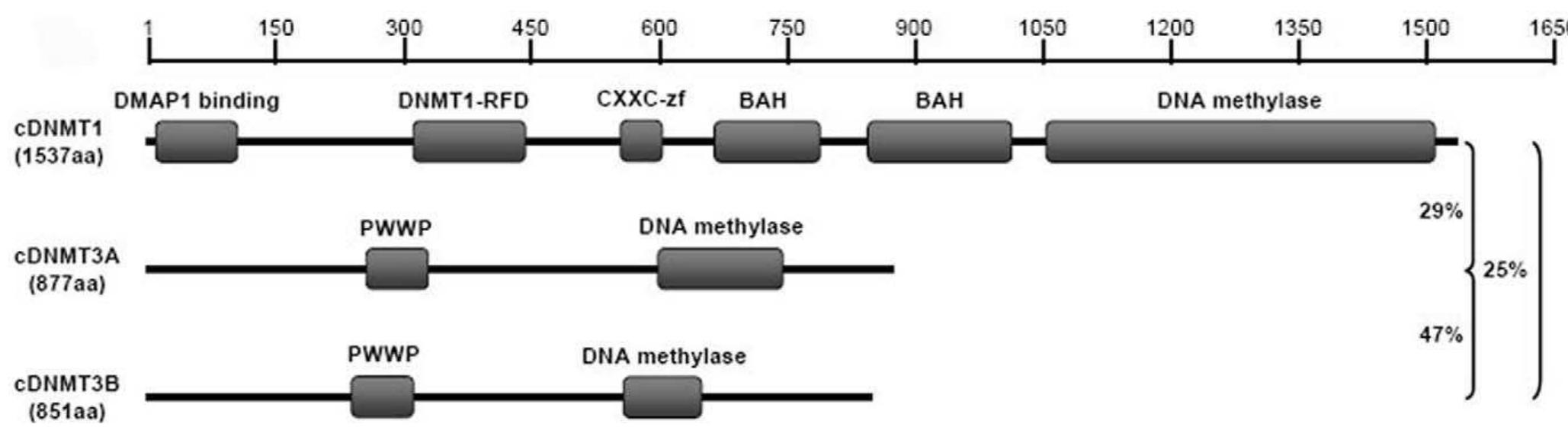 Graphic diagram of the conserved functional domains. the