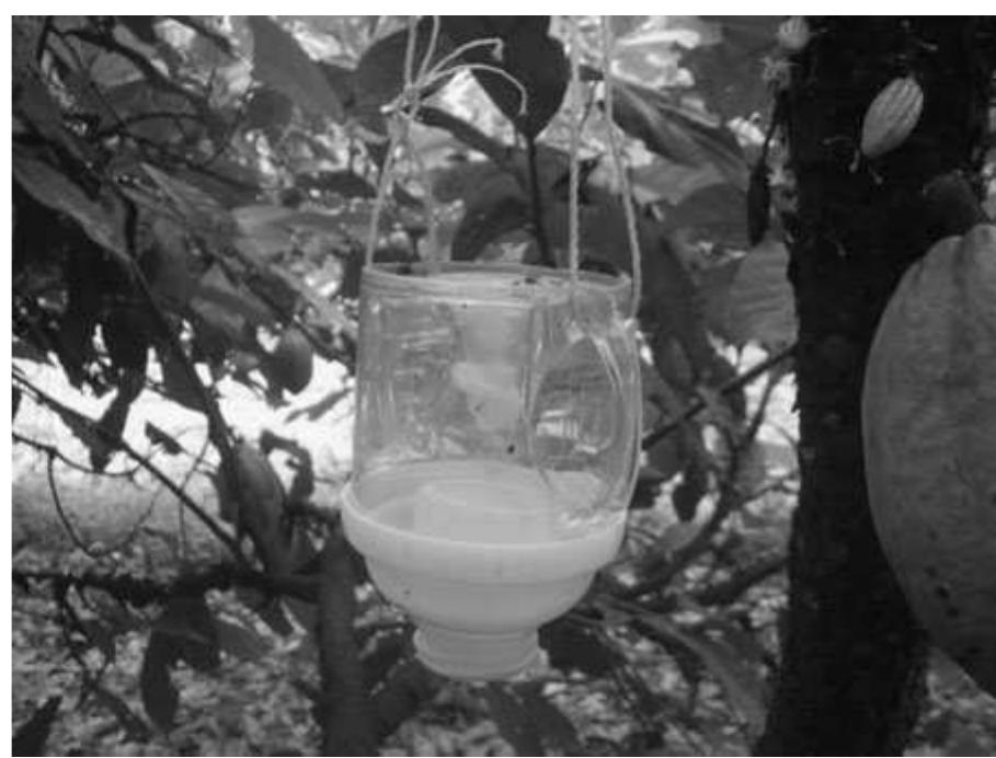 Plate 3. mcphail trap hanging in a cocoa canopy