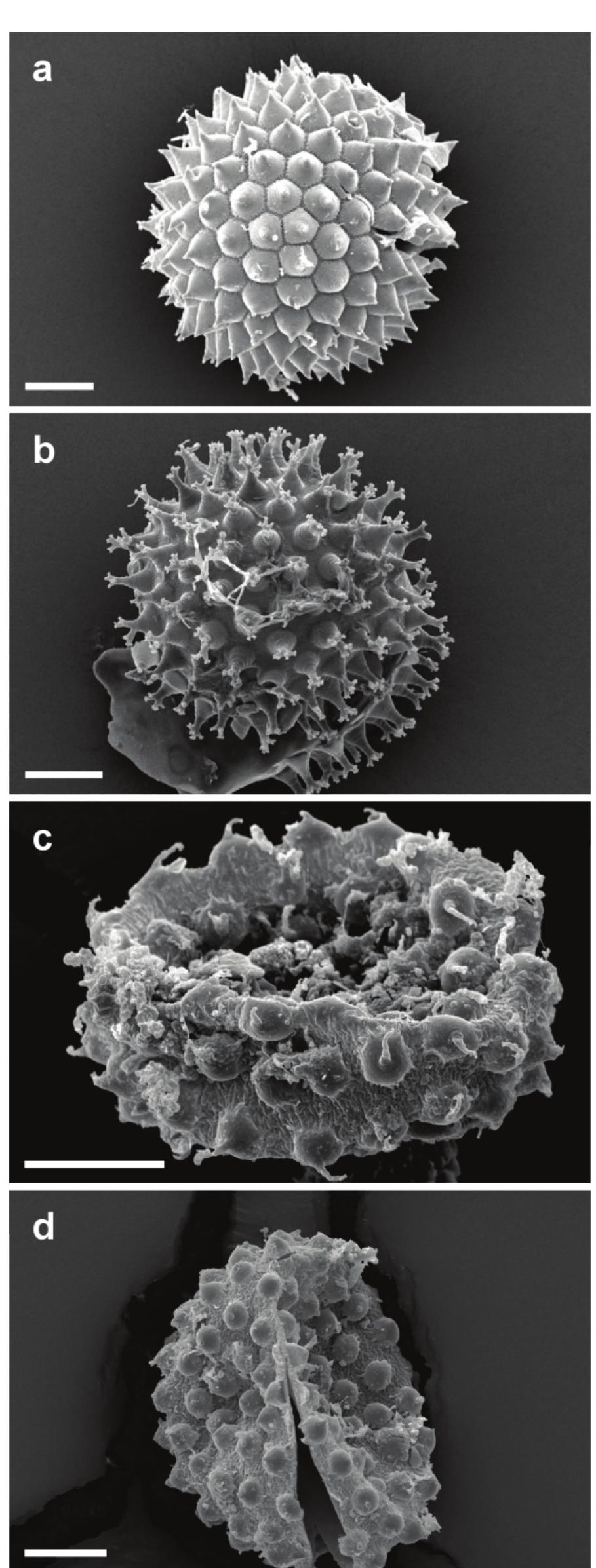Scanning electron micrographs of tardigrade eggs. a: