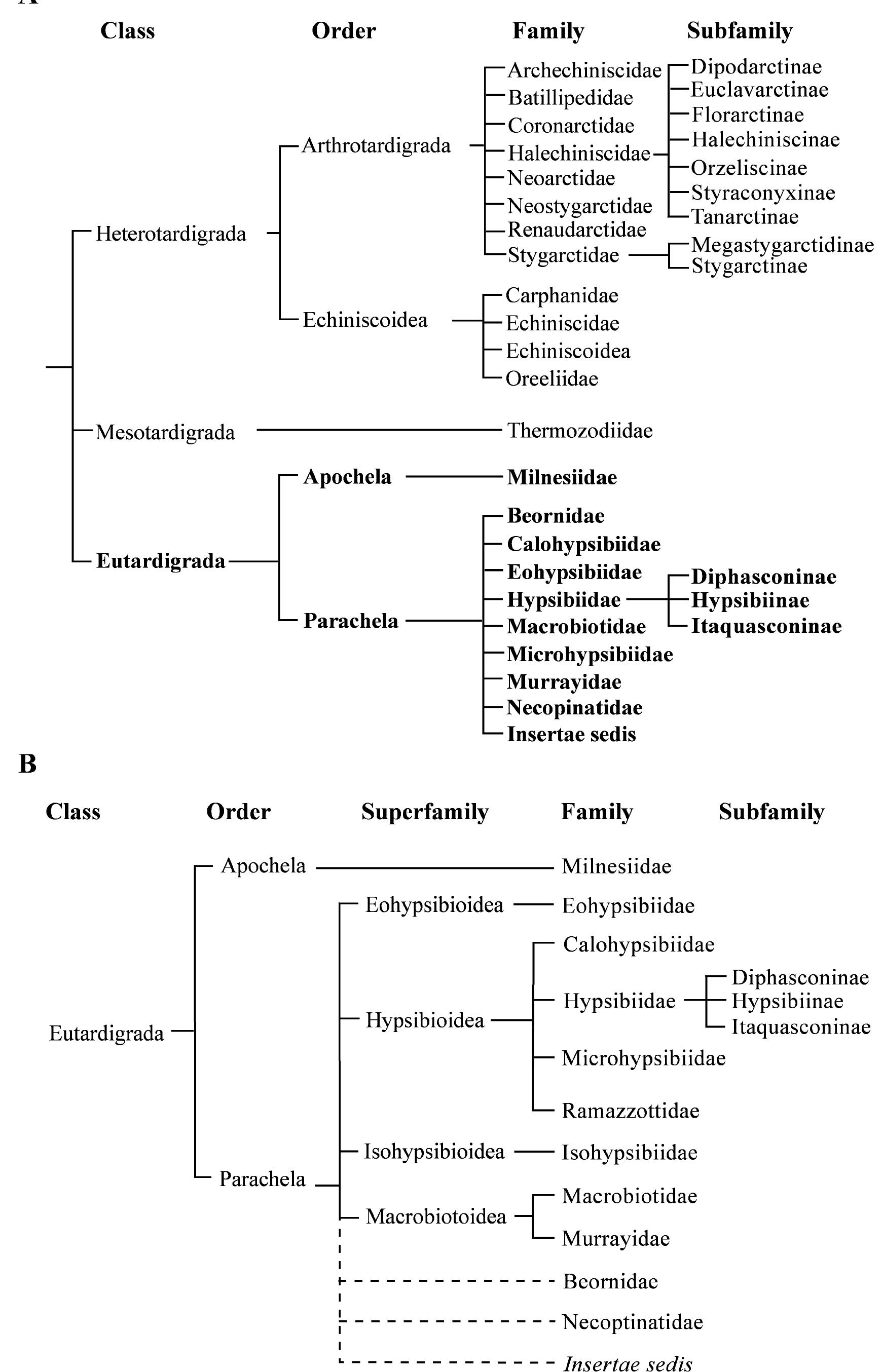Phylogenetic topology of the tardigrada. a. phylogenetic