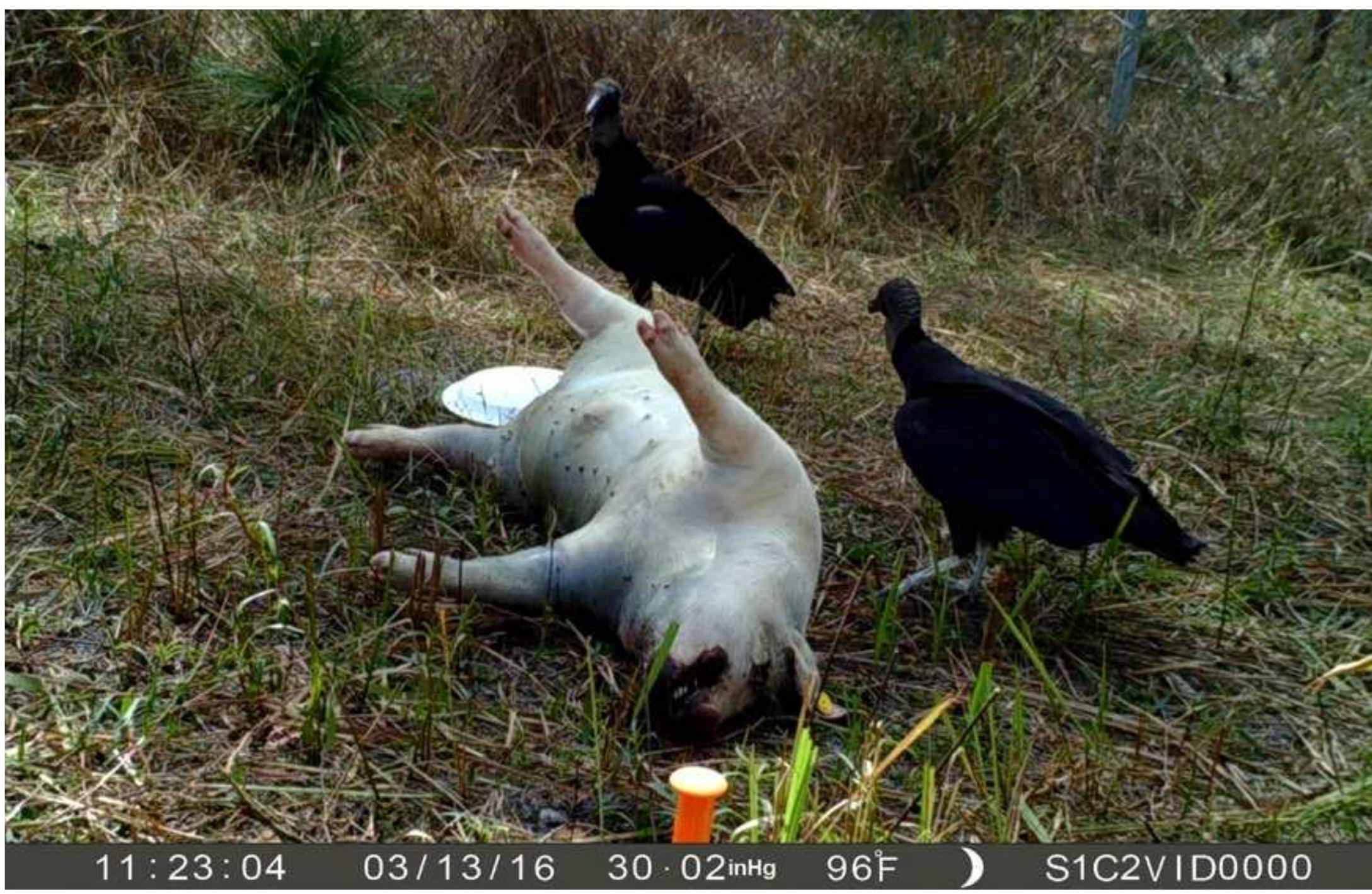 An example of a pig carcass exhibiting bloating and color