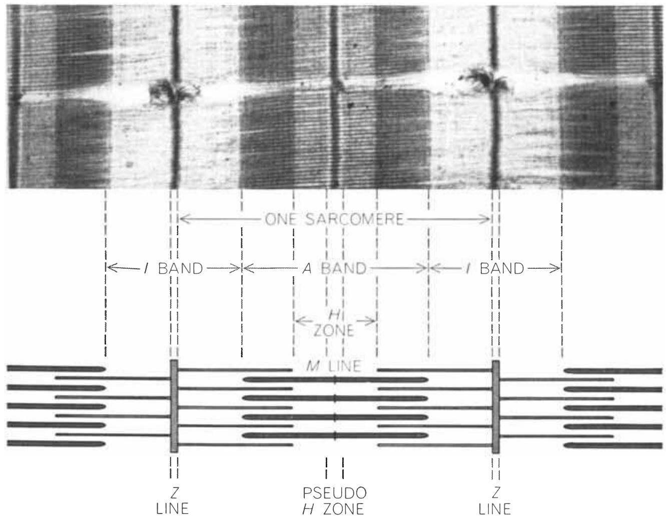 Striated muscle from the leg of a frog is shown in