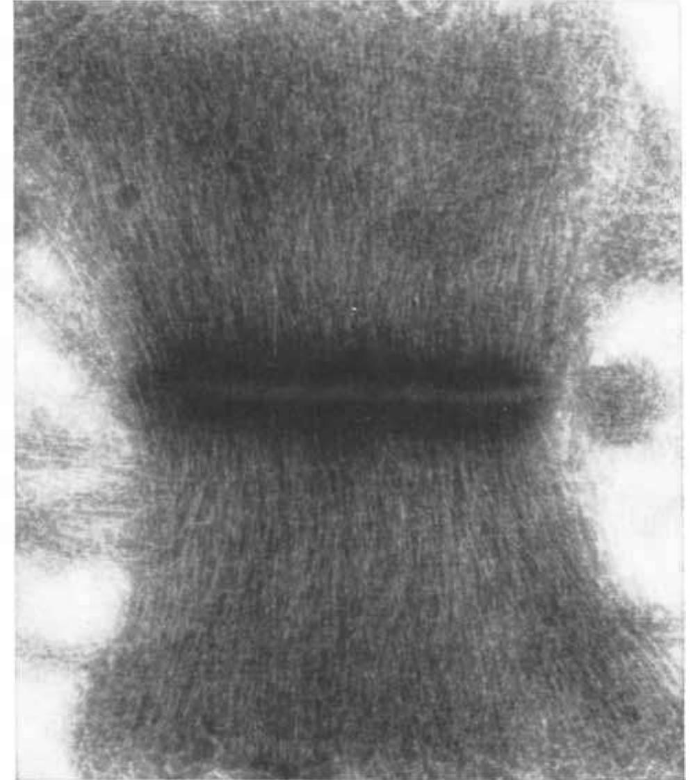 Filaments in register at z line (membrane in center) are the