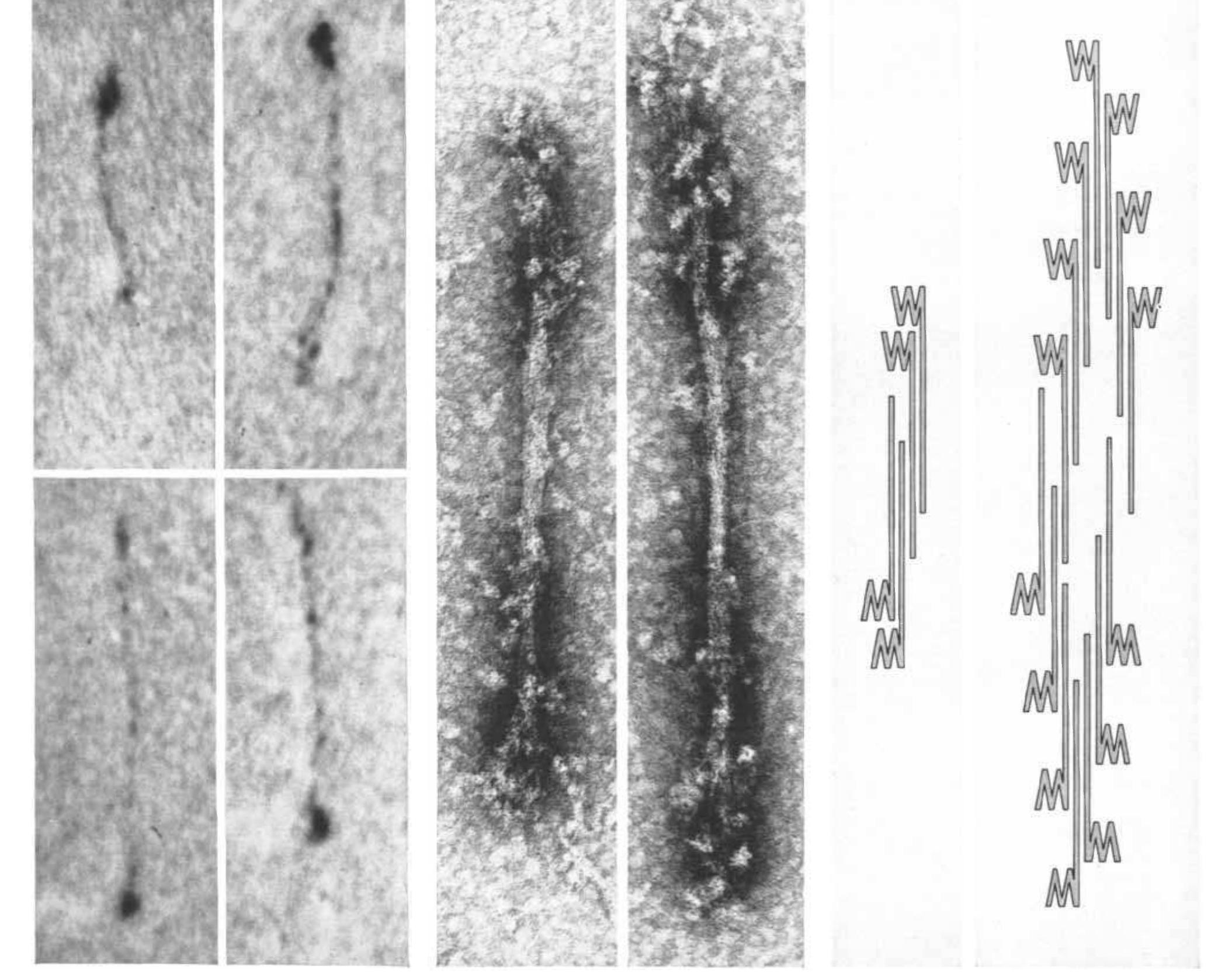 Myosin molecules appear in electron micrographs prepared by