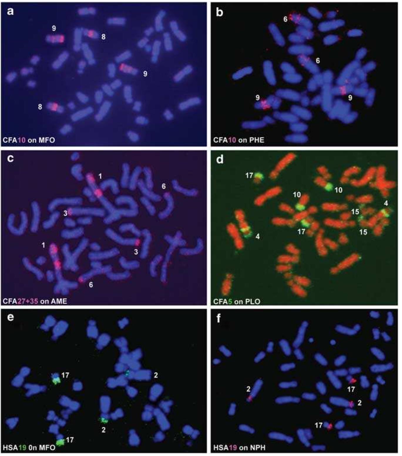 Examples of cross-species chromosome painting with human