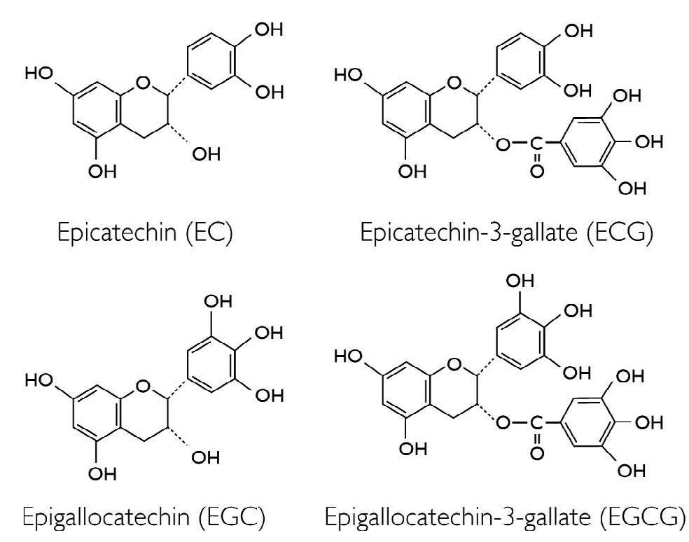 - chemical structures of major catechins found in green tea