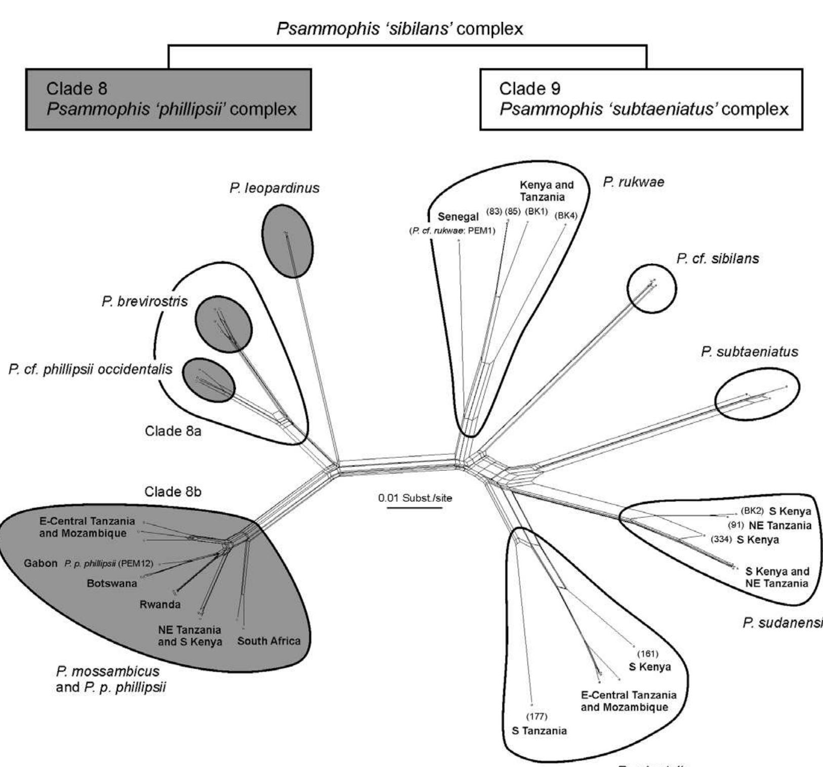 Phylogenetic network diagram for the psammophis ‘sibilans’