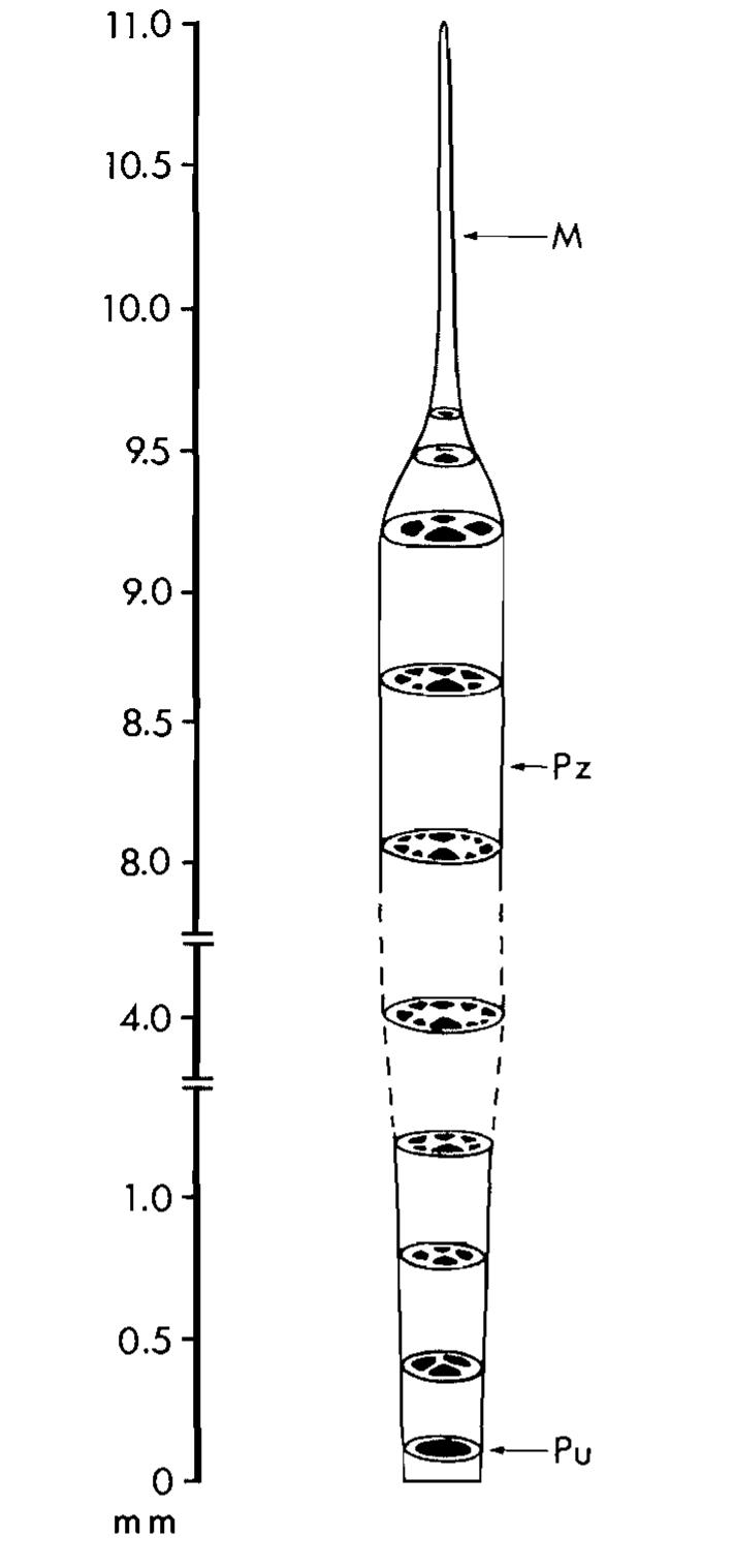 Fic. 7. reconstruction of the vasculature in the mucro (m),