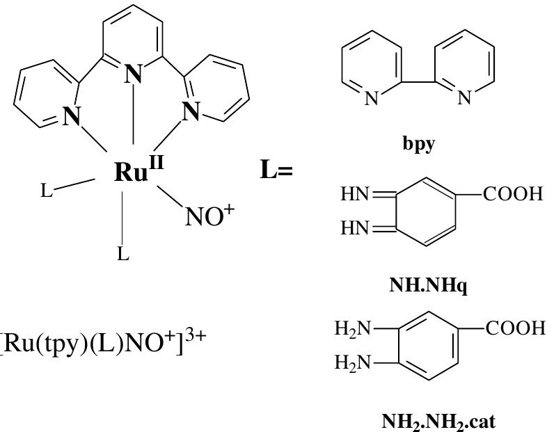 Structure of nitrosyl ruthenium species.