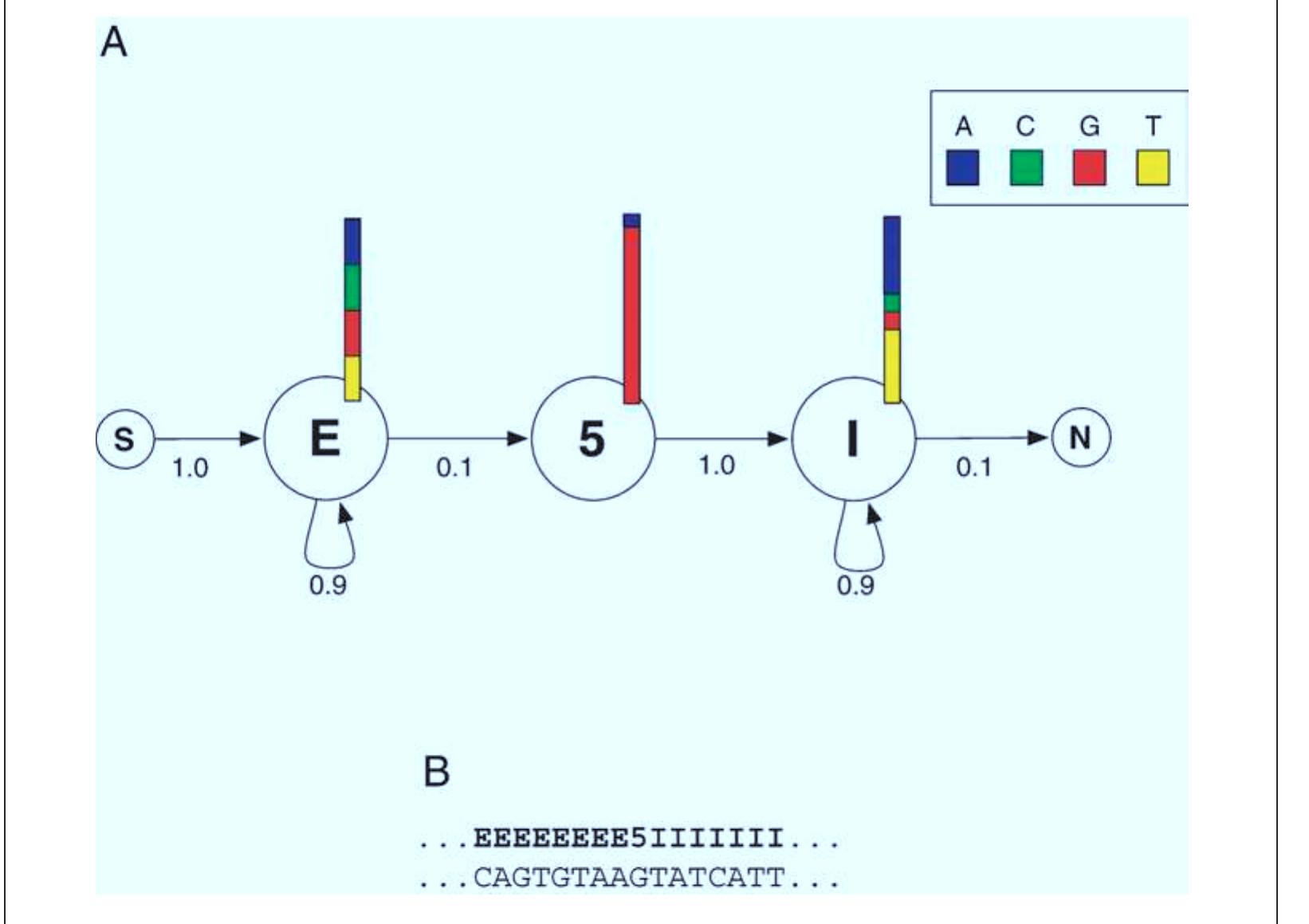 A.3a.2 a simple hidden markov model for splice site