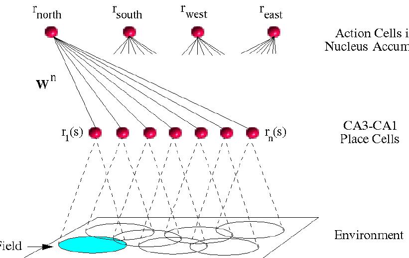 Ca3-ca1 place cells project to action cells (four for each