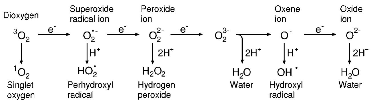 (PDF) REACTIVE OXYGEN SPECIES: Metabolism, Oxidative Stress, and Signal ...