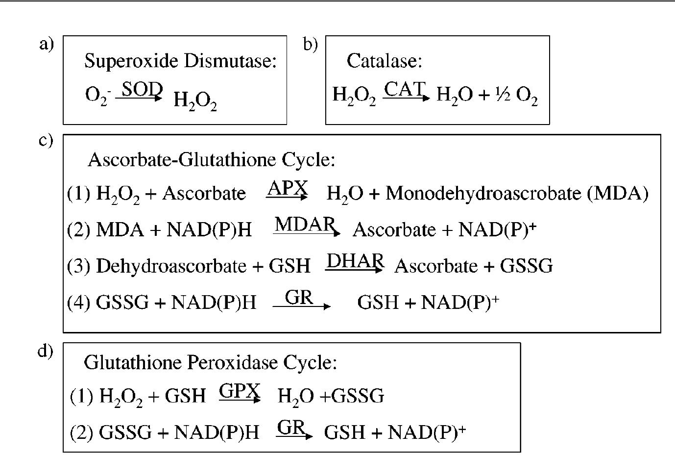 (PDF) REACTIVE OXYGEN SPECIES: Metabolism, Oxidative Stress, and Signal ...