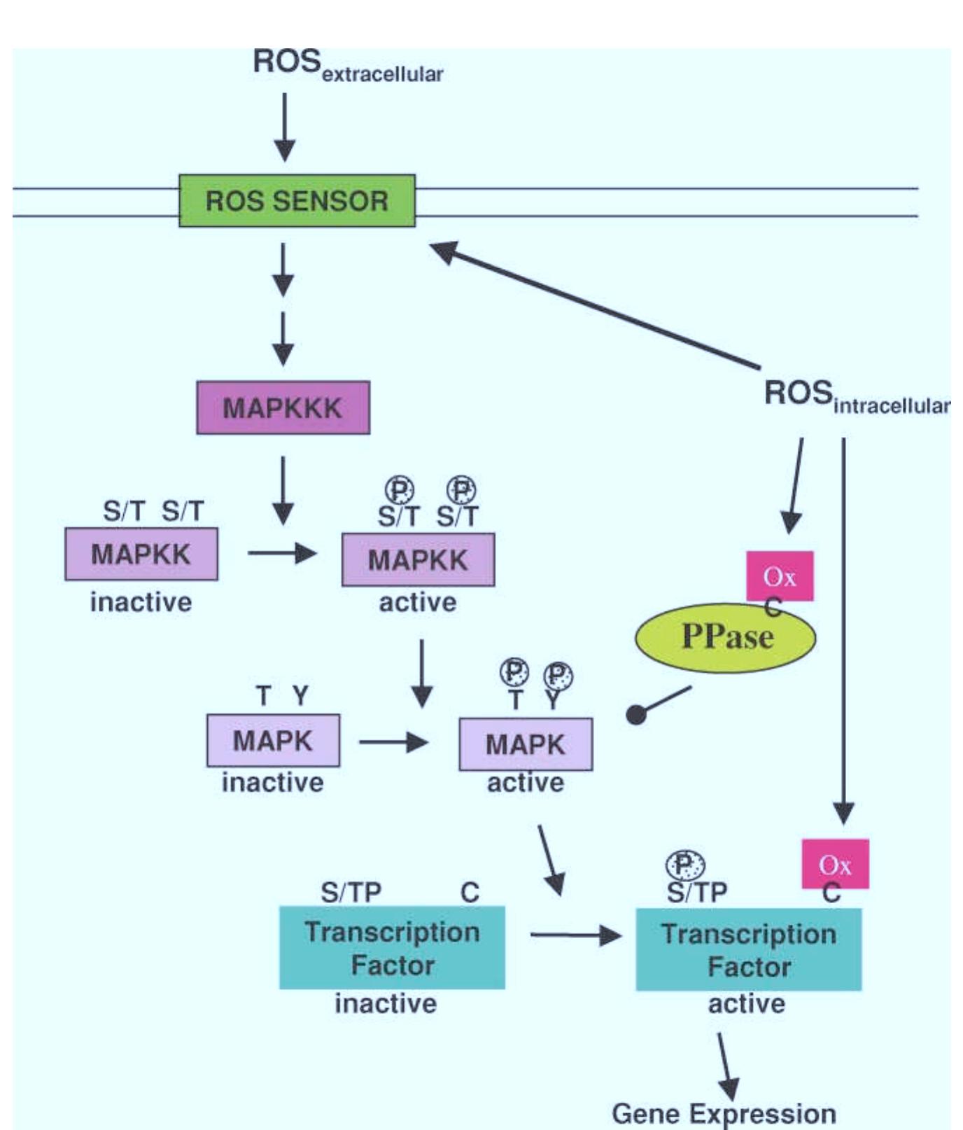 (PDF) REACTIVE OXYGEN SPECIES: Metabolism, Oxidative Stress, and Signal ...