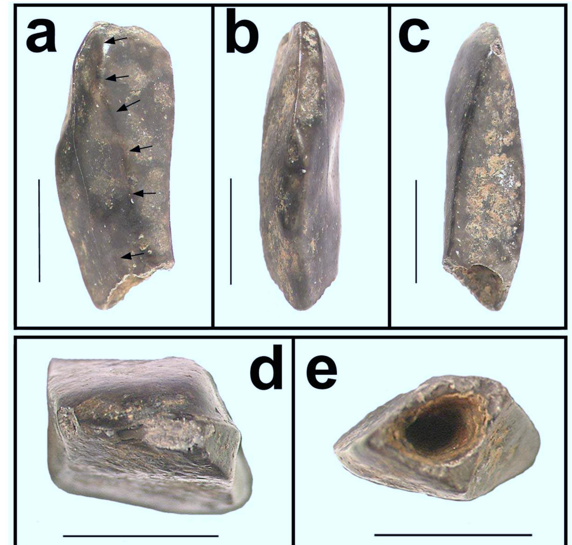 Sauropod tooth crown in (a), labial view, displaying blunt,