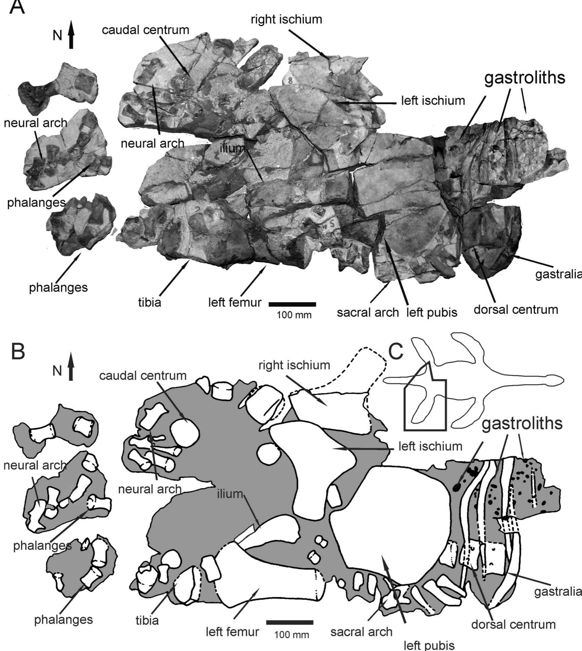 Mlp 98-i-10-20; a, photograph; b, interpretative drawing of