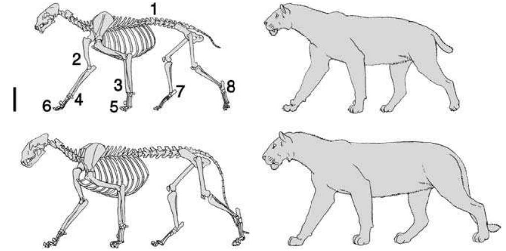 Reconstruction of skeleton and body outline of homotherium
