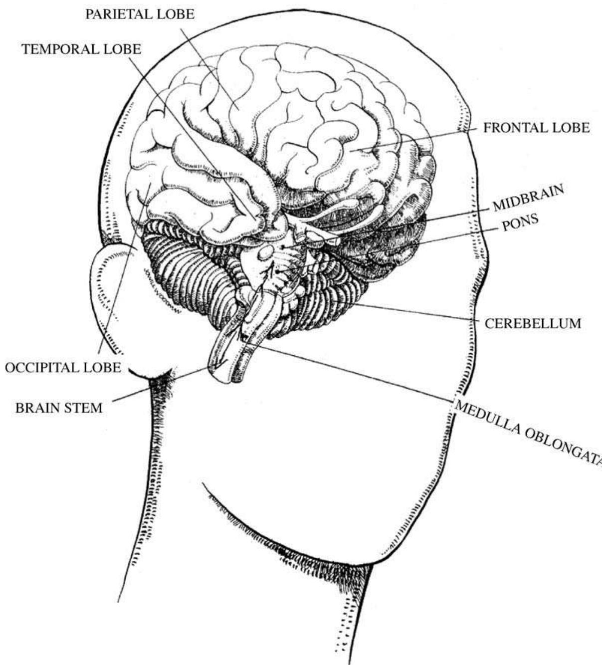 Basic structures of the brain (from restak, with