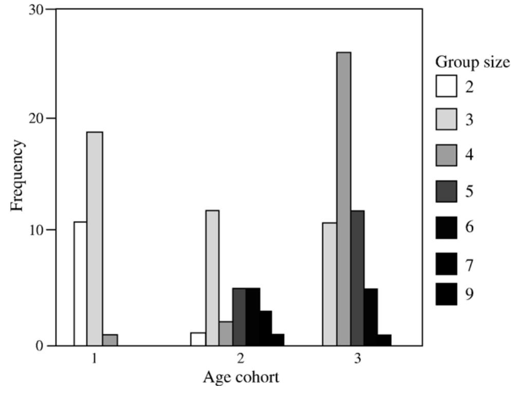 Distribution of group sizes (study 2).