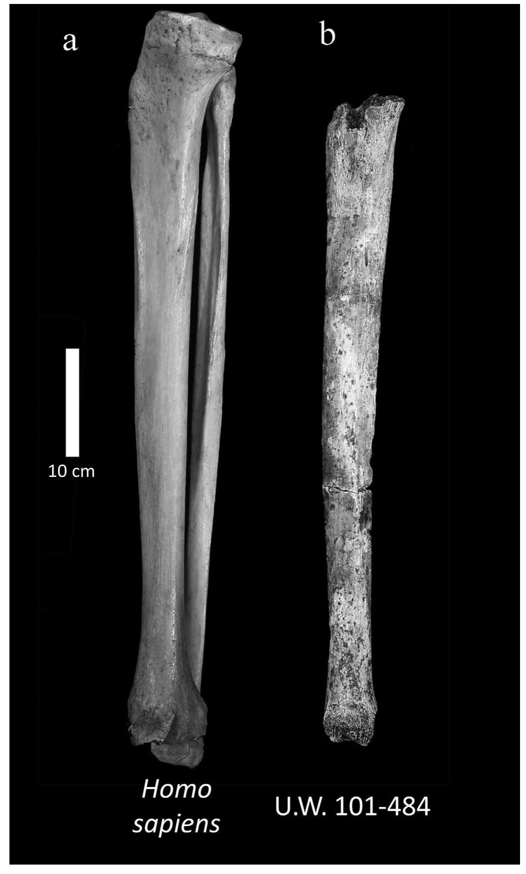The tibia and fibula from a khoe-san skeleton is compared