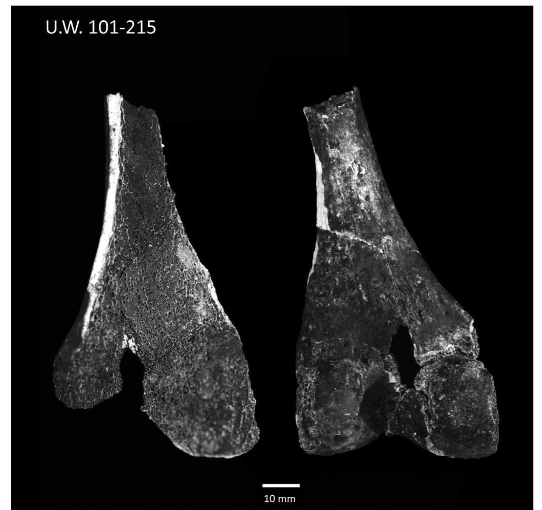 Homo naledi distal femur u.w. 101-215. anterior view on the