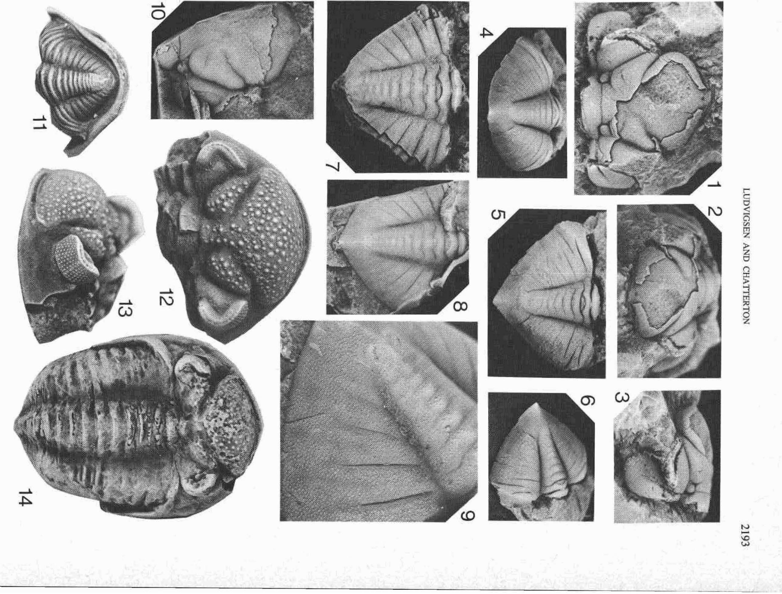 Figure 5 - Ordovician Pterygometopidae (Trilobita) of North