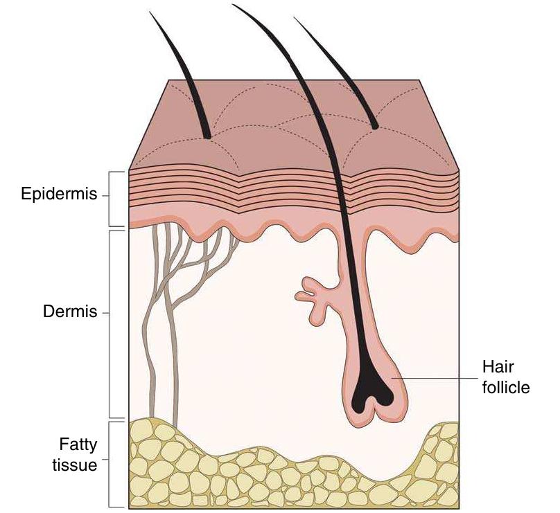 | schematic of human skin. human skin consists of three main