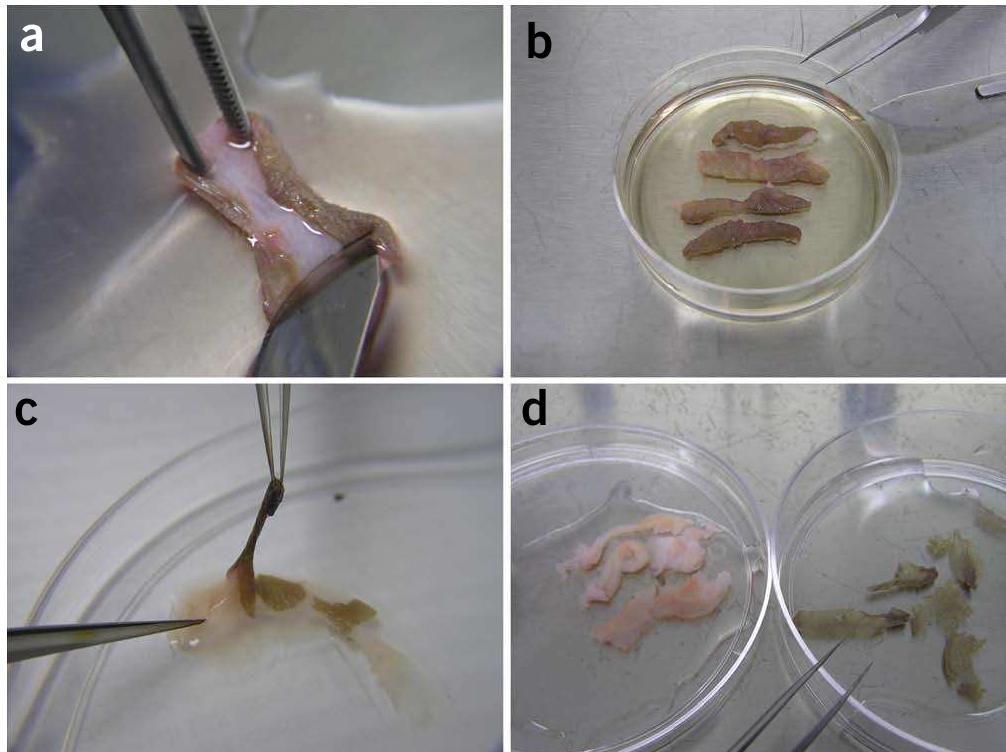 | enzymatic isolation of the epidermis and the dermis. (a)