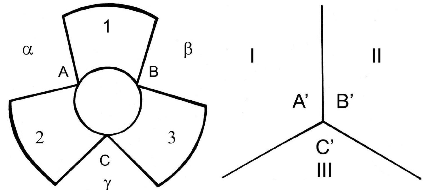 (left) the urethral distal end is divided into three flaps